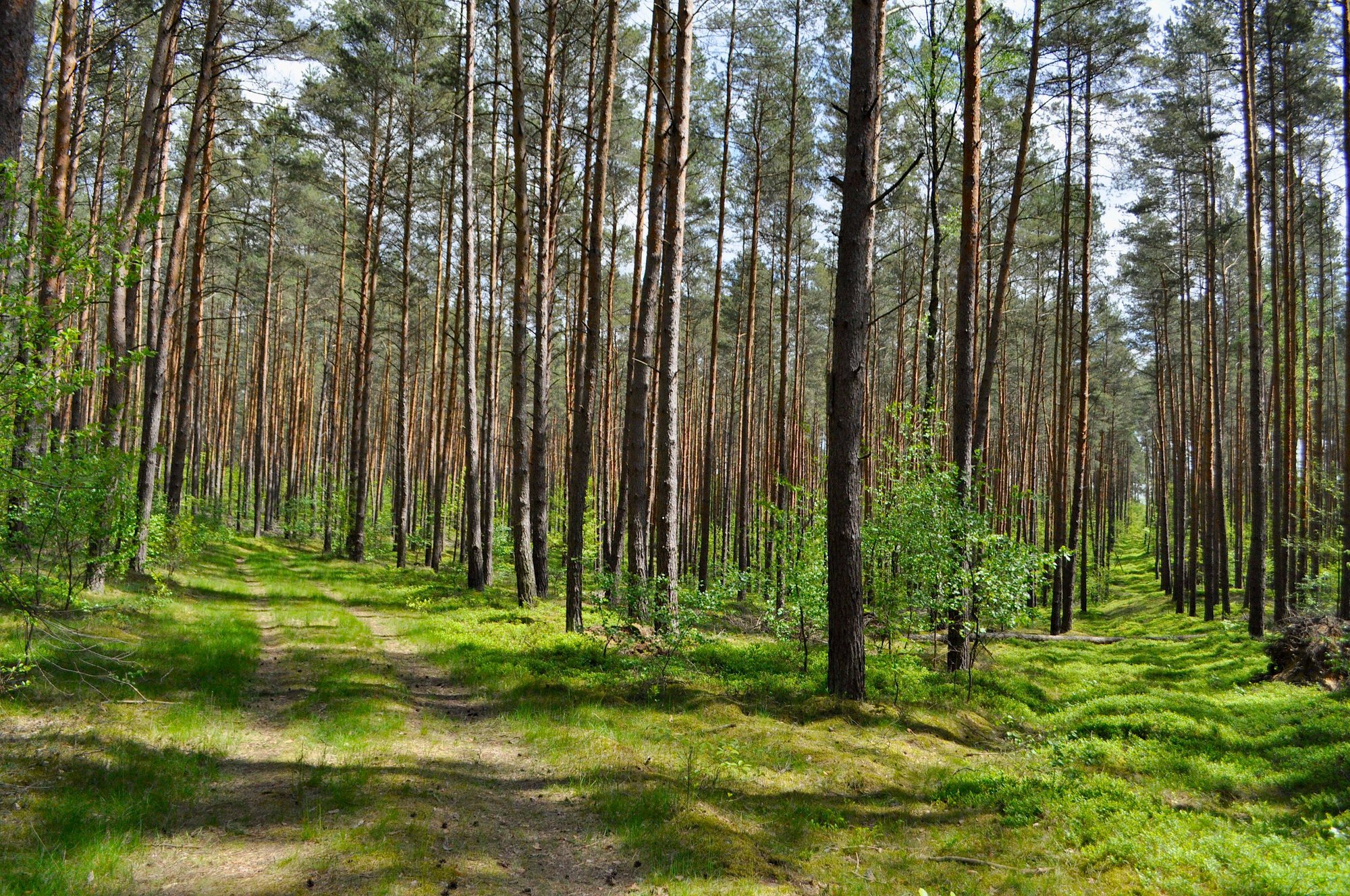 PaaS vs. IaaS vs. SaaS vs. CaaS: How Are They Different?